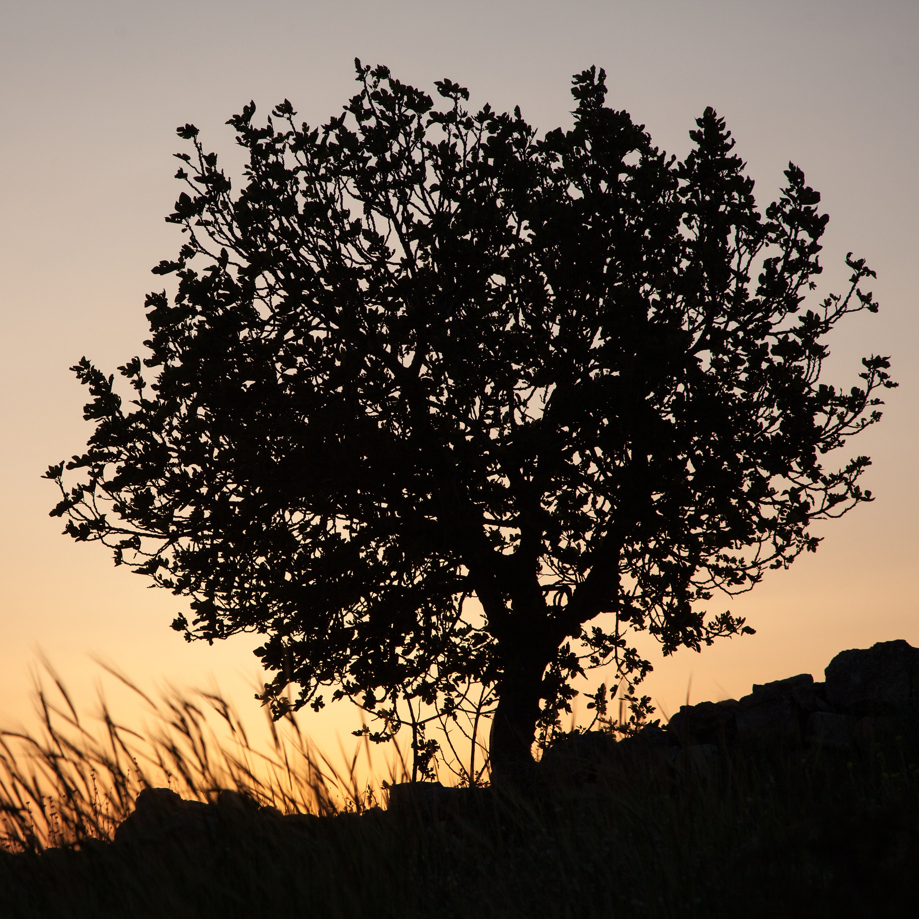 Orange Sunset Tree Landscape Photography Holy Land Israeli - Etsy