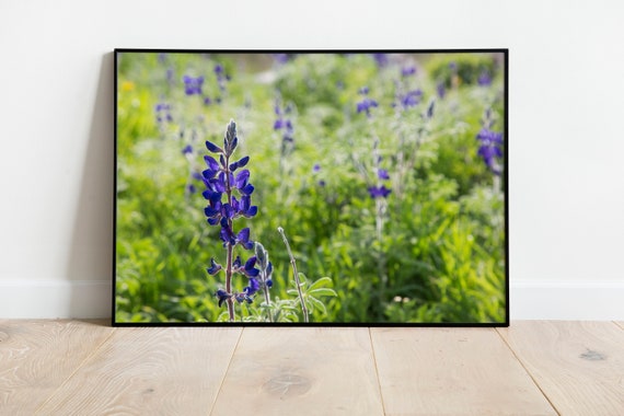 Color Photography Lupine Turmus Flowering Field Holy Land Panoramic ...