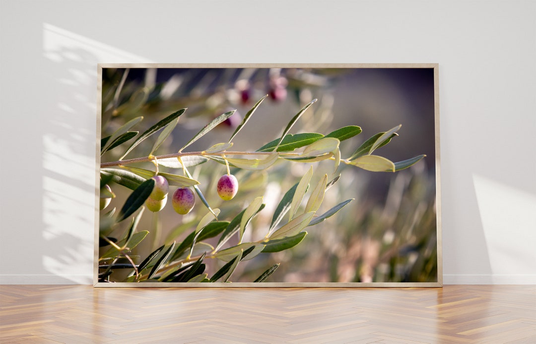 Holy Land Israeli Olive Branch Tree at Surise - Promise Land Jewish Old ...