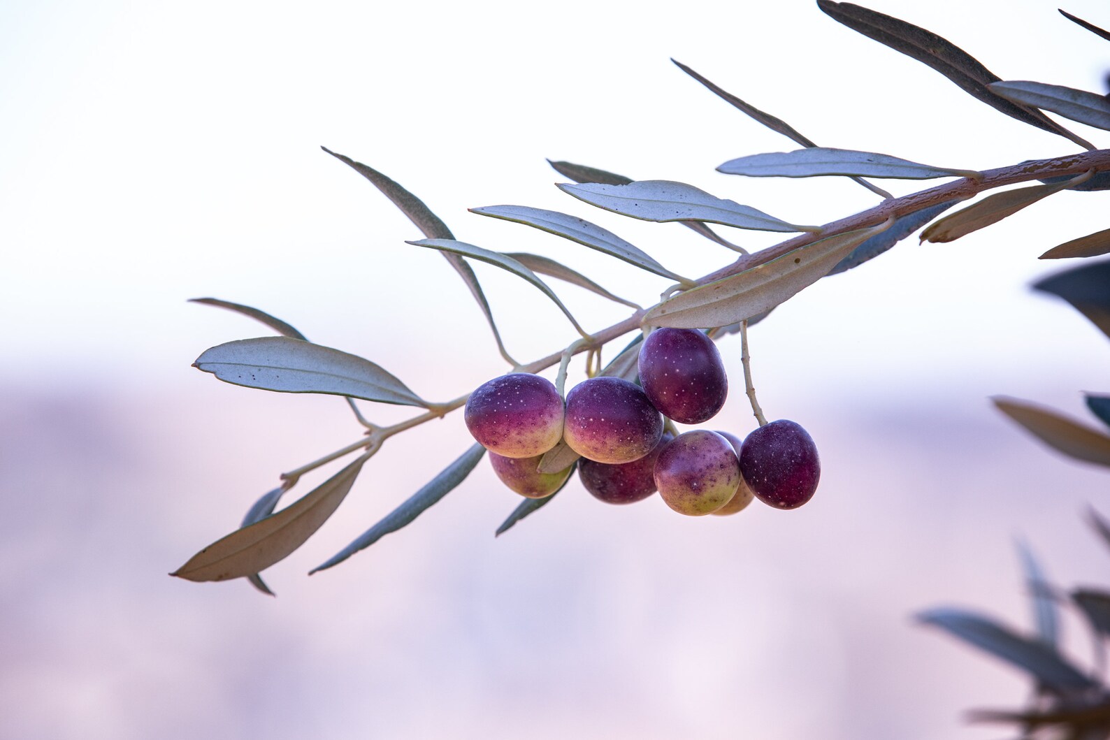 Israeli Purple Black Olives Macro Photography Promise Land | Etsy