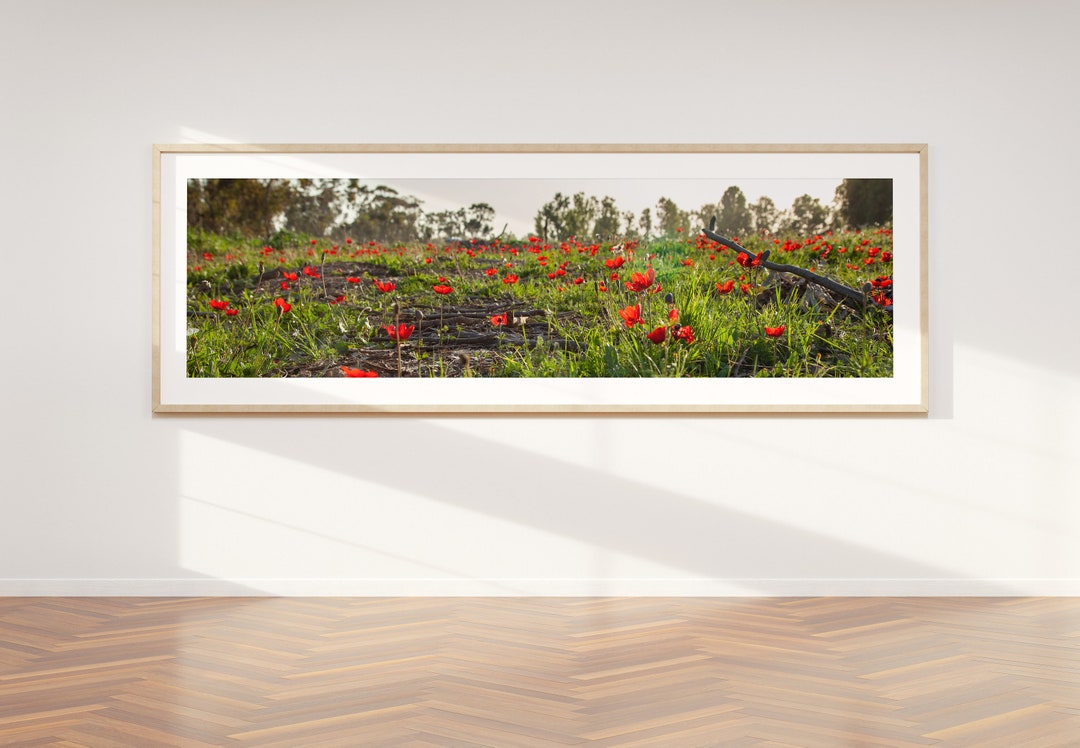 Panoramic Red Wild Flowers Field - Holy Land Israeli Landscape Print - Etsy