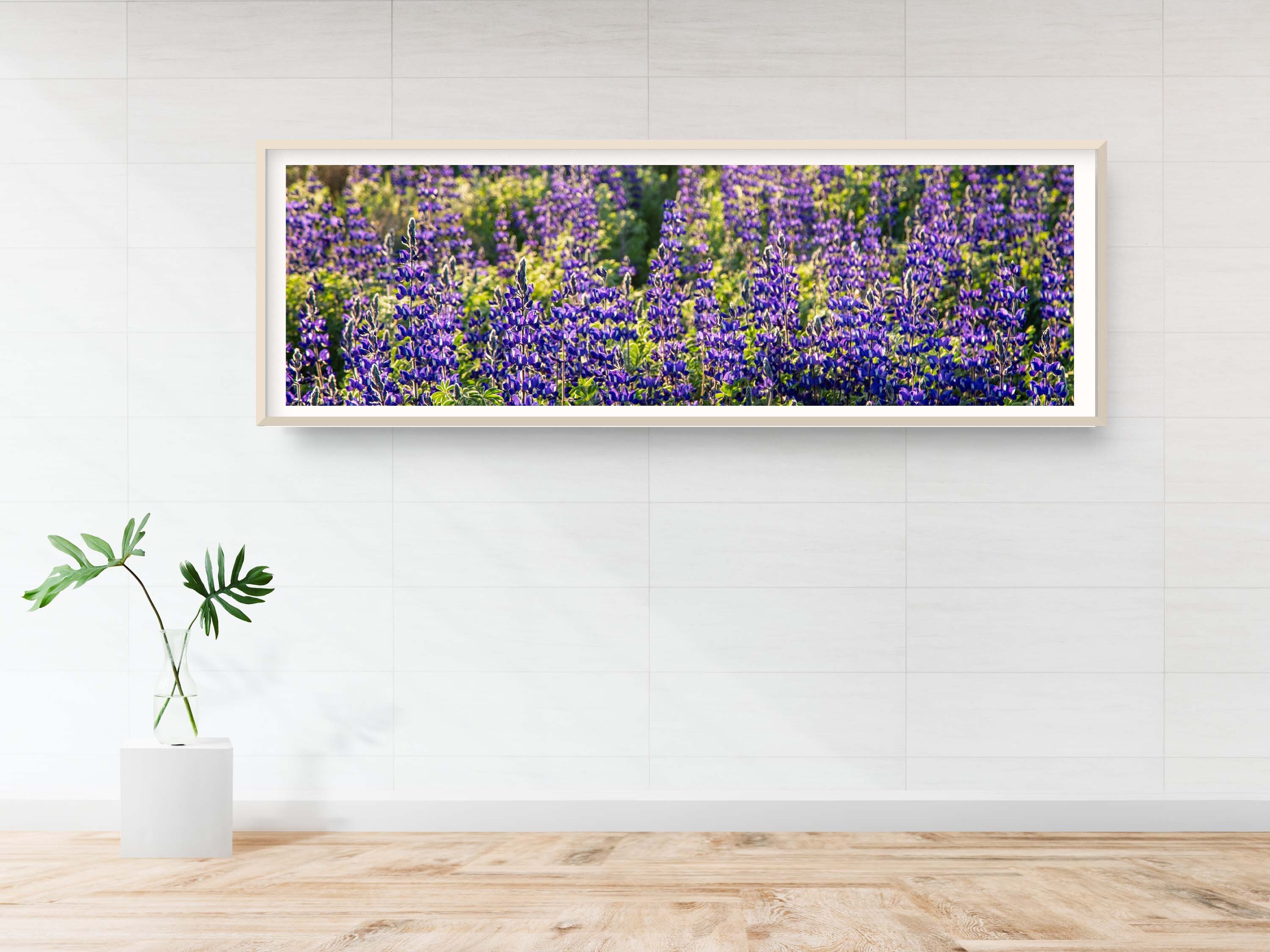 Color Photography Lupine Turmus Flowering Field Holy Land Panoramic ...