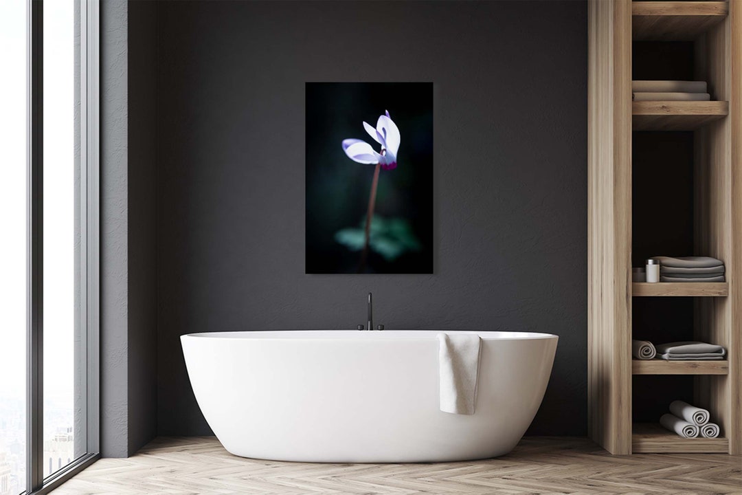 White and Pink Cyclamen Rakefet Flower in the Sunset Light - Israeli ...