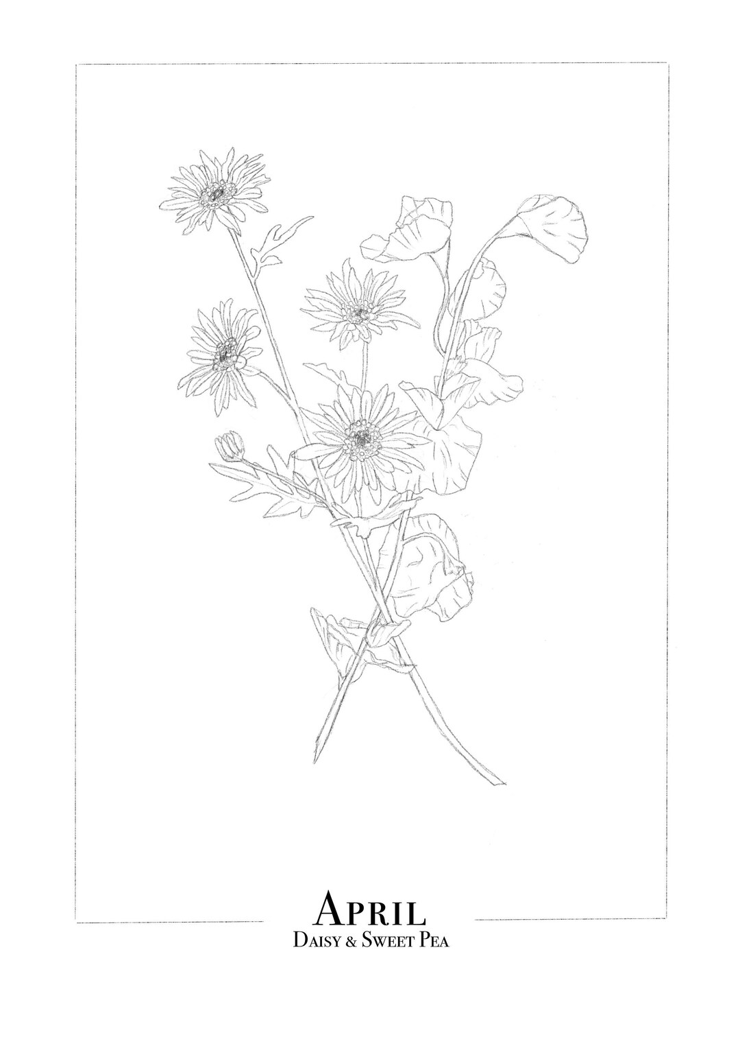 April Daisy and Sweet Pea Birth Flower Digital Download Art - Etsy Canada