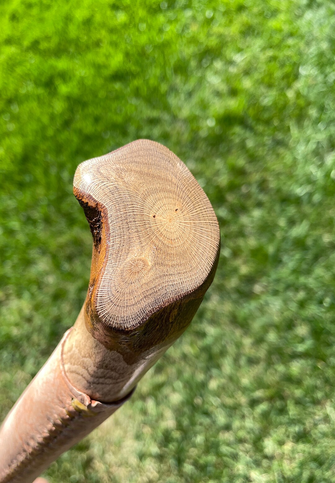 Walking Stick #638 Ash With Leather Grip - Etsy