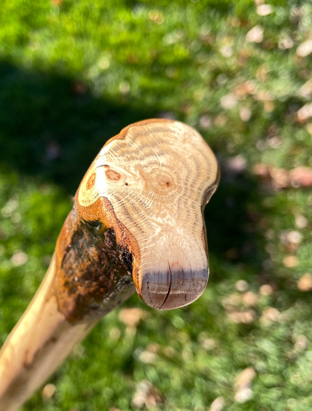 Walking Stick #629 Pin Oak With Bark Surround - Etsy