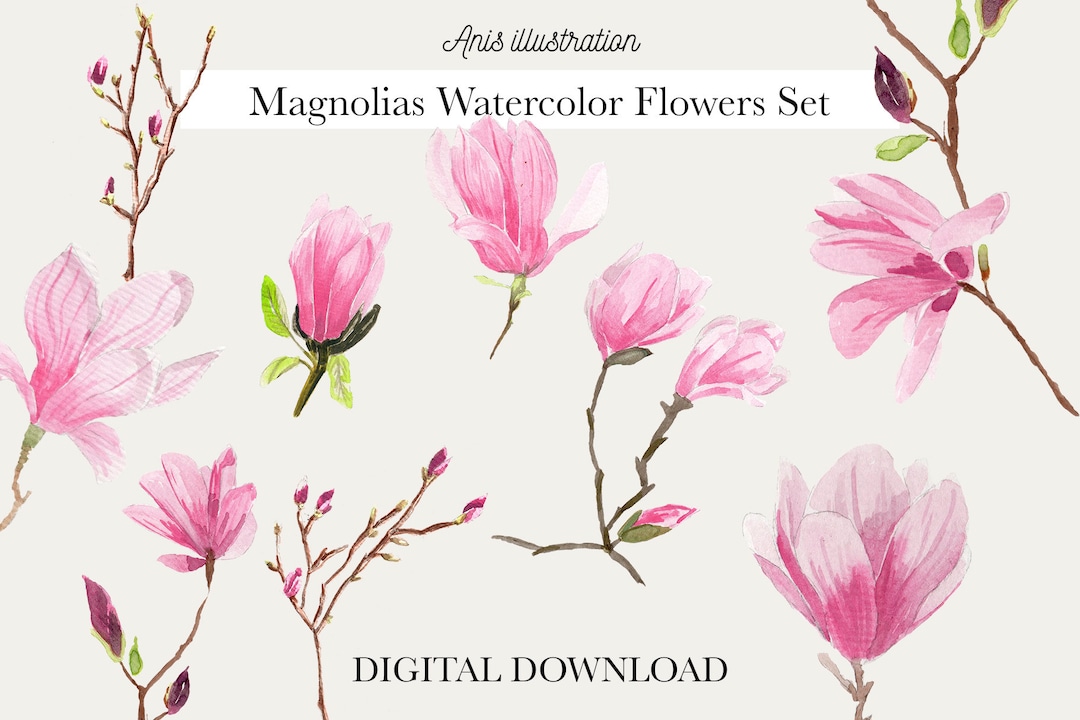 Magnolias Watercolor Floral Set Clipart PNG Pink Flowers Digital ...