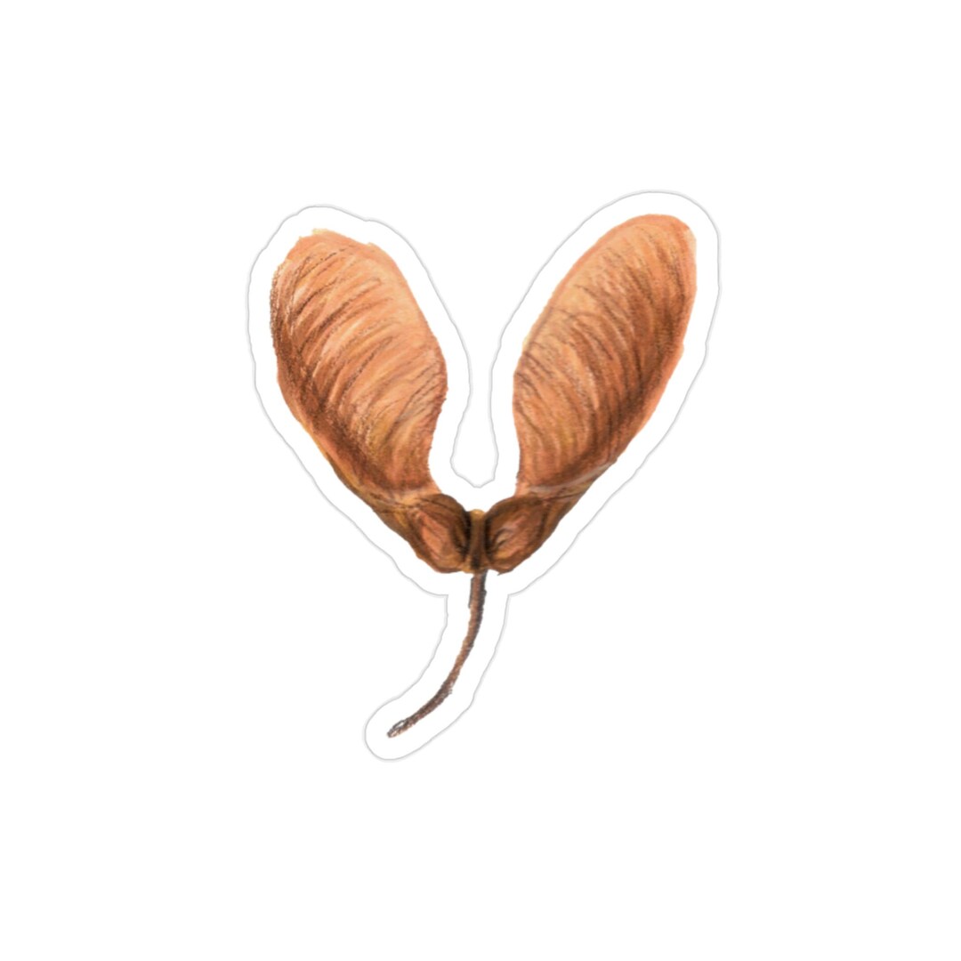 Helicopter Seed Pod Transparent Sticker - Etsy