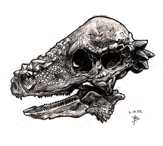 Pachycephalosaurus Skeleton