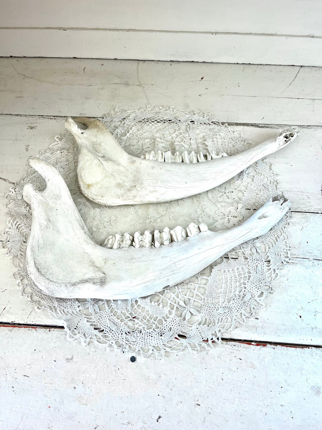 Vintage Cow Jaw Bones With Teeth - Etsy