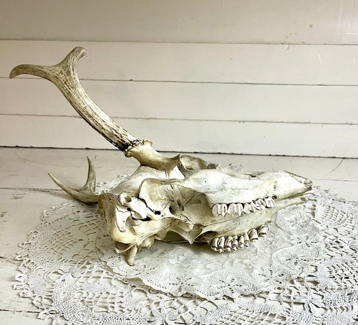 Vintage Deer Skull With Antlers - Etsy