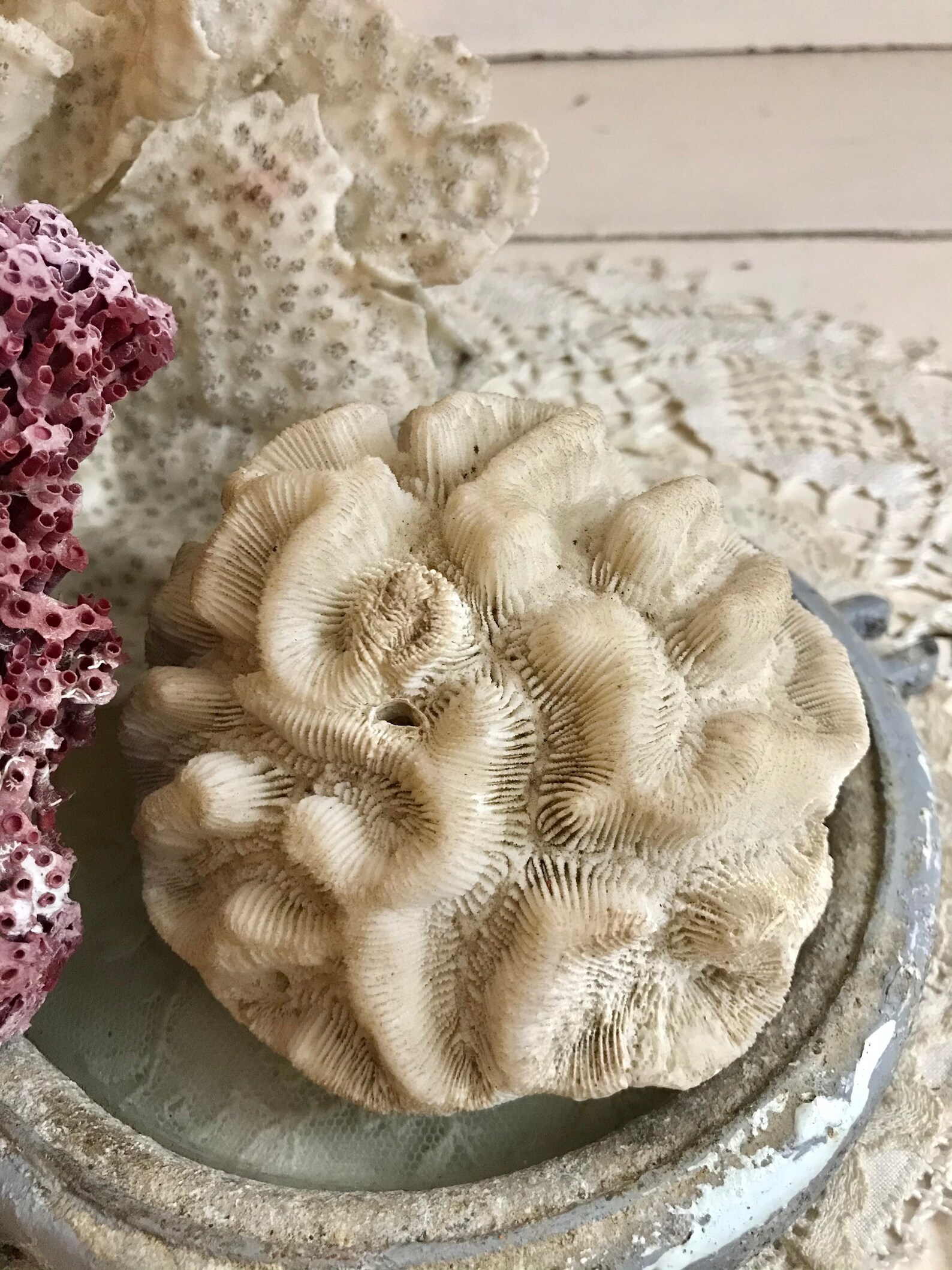 Vintage Coral Specimen Lot Red Coral Cactus Coral Brain Coral - Etsy