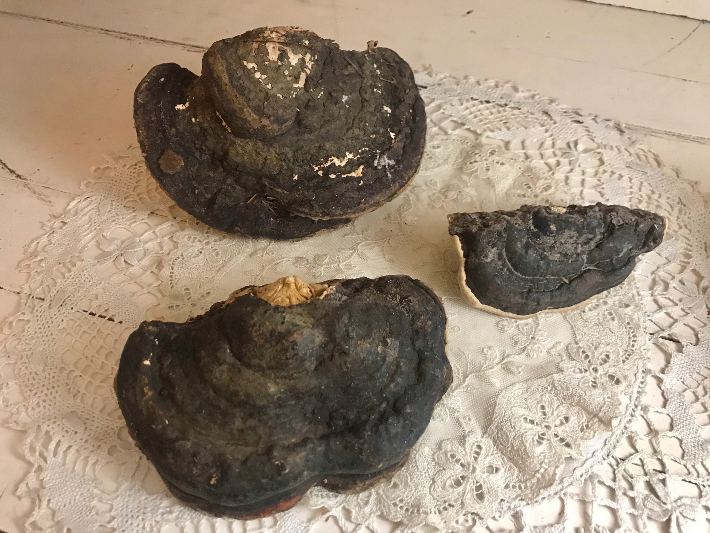 Conk Fungus Artists Fungus Shelf Fungi Set Large Medium Small - Etsy