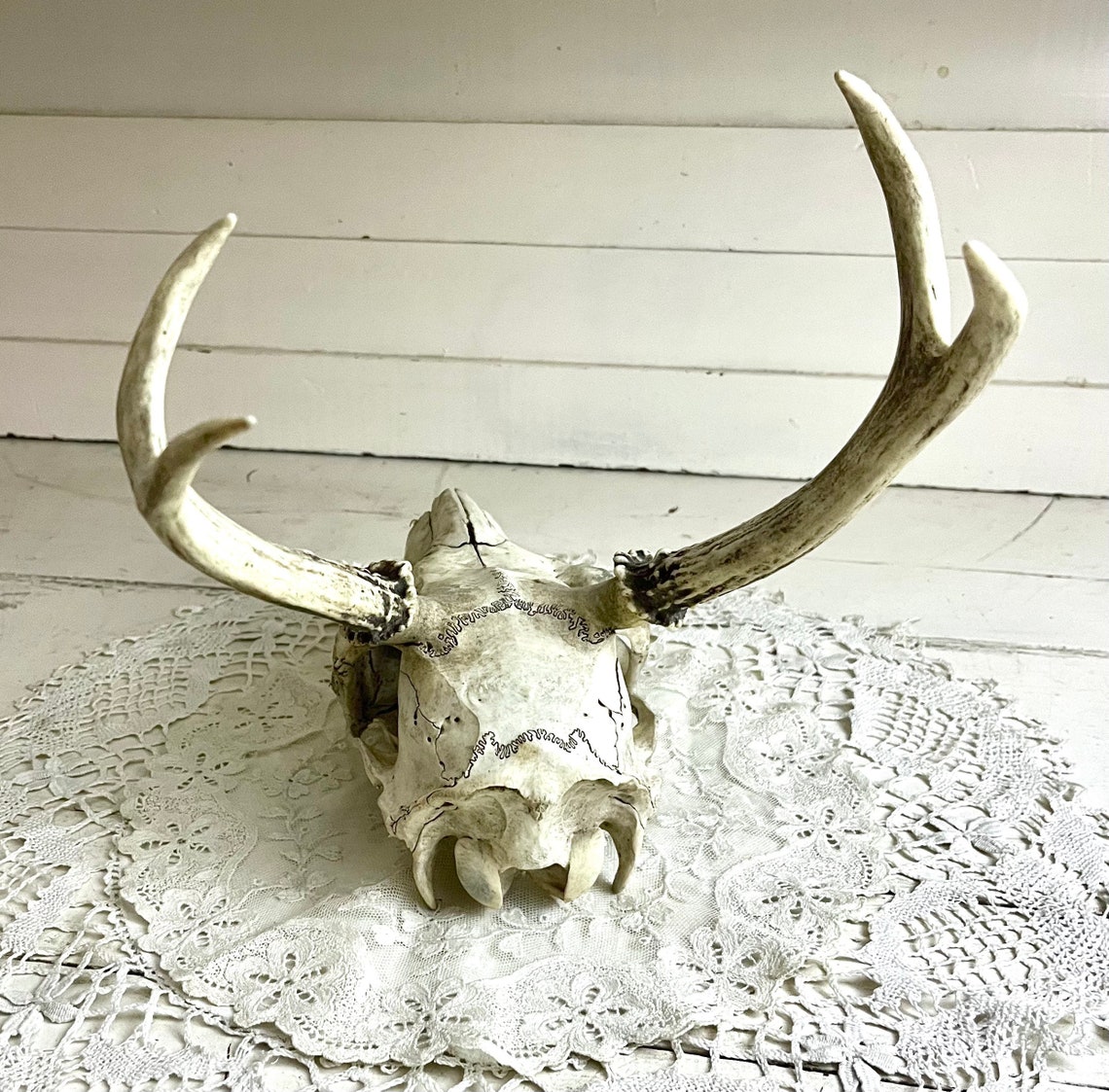 Vintage Deer Skull With Antlers - Etsy