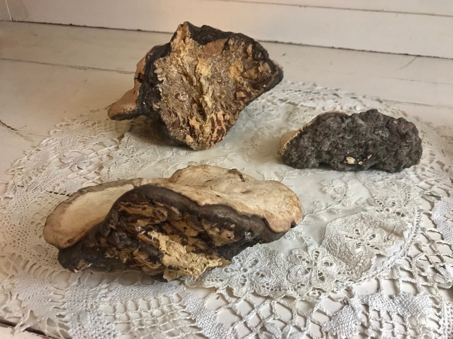 Conk Fungus Artists Fungus Shelf Fungi Set Large Medium Small - Etsy