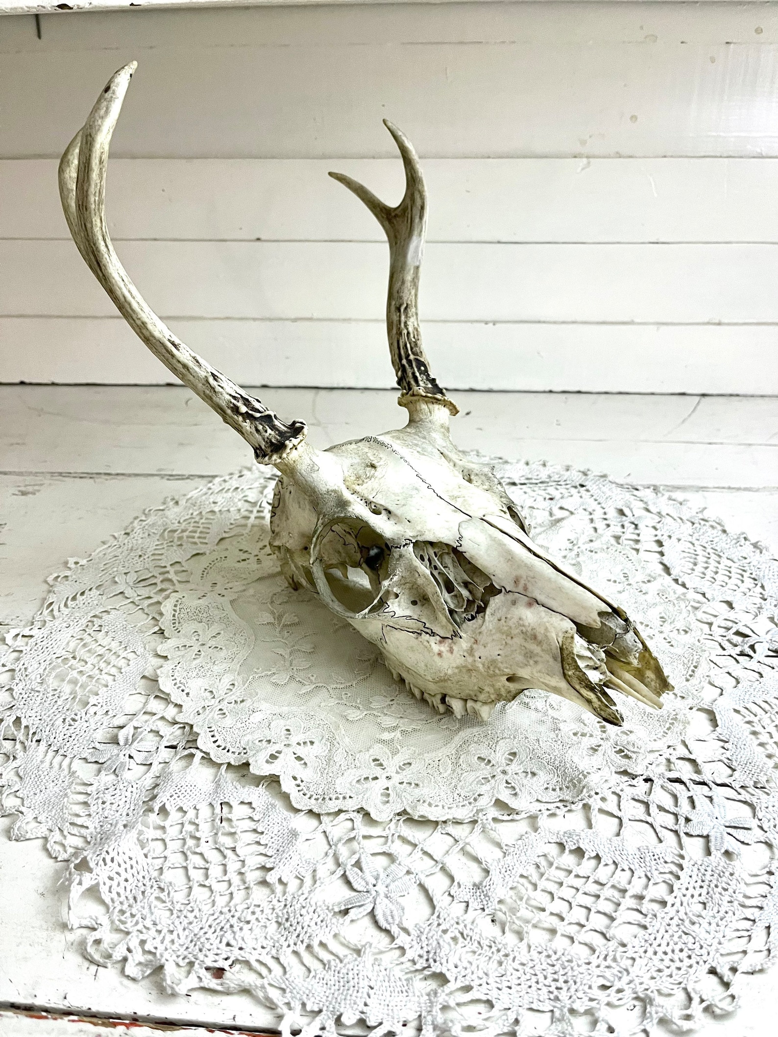 Vintage Deer Skull With Antlers - Etsy