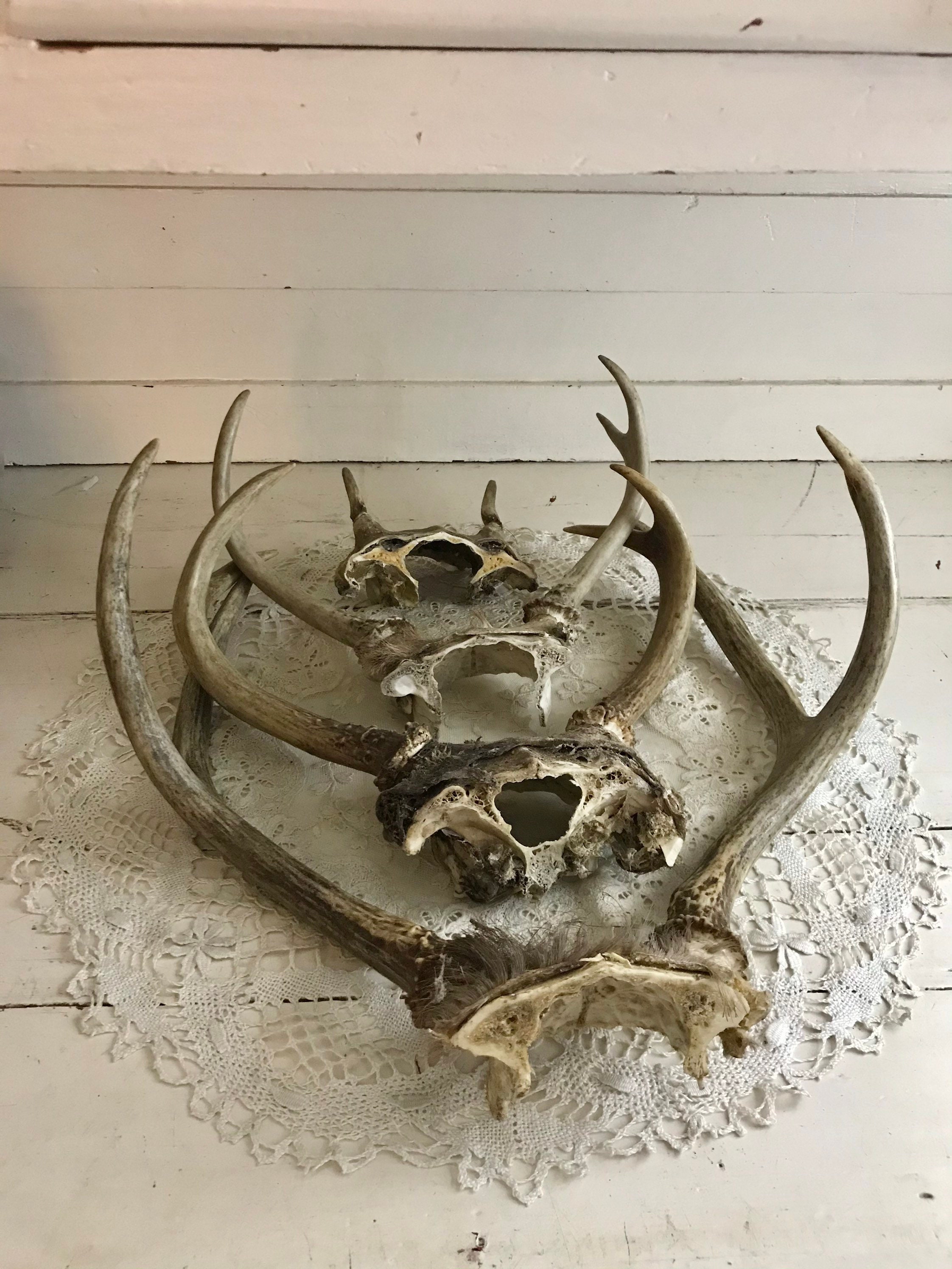 Vintage Antler Set of 4 Natural | Etsy