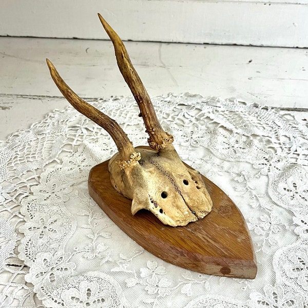 Antique Antlers - Etsy
