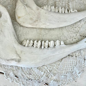 Vintage Cow Jaw Bones With Teeth - Etsy