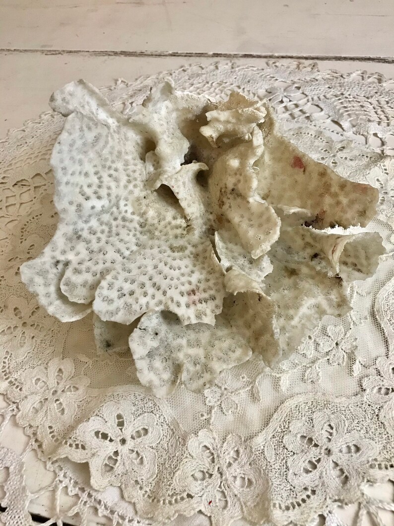 Vintage Coral Specimen Lot Red Coral Cactus Coral Brain Coral - Etsy