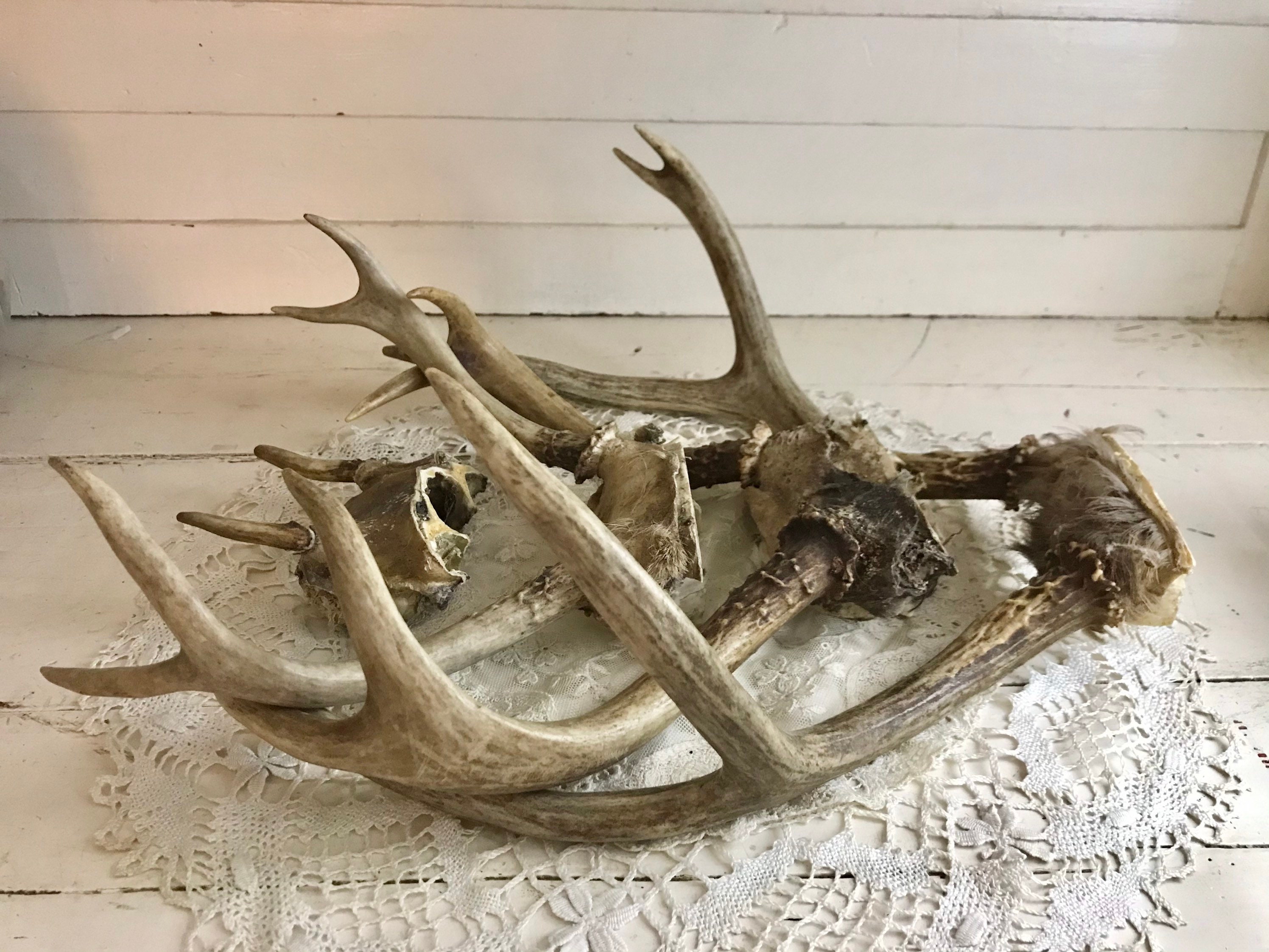 Vintage Antler Set of 4 Natural | Etsy