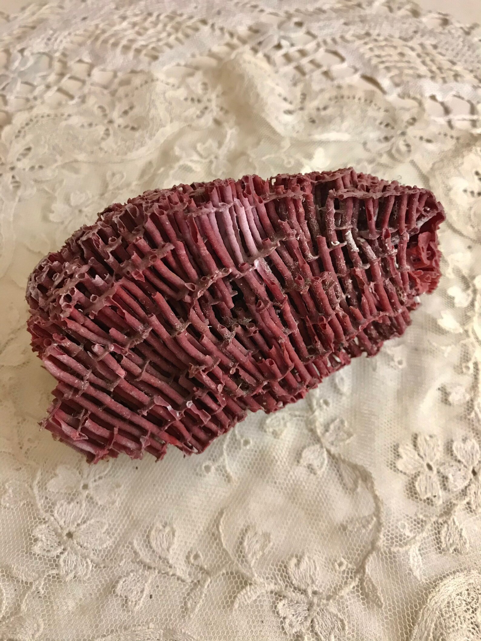 Vintage Coral Specimen Lot Red Coral Cactus Coral Brain Coral - Etsy
