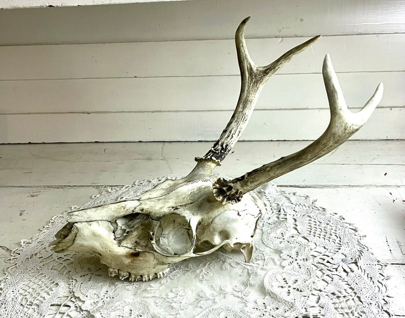Vintage Deer Skull With Antlers - Etsy