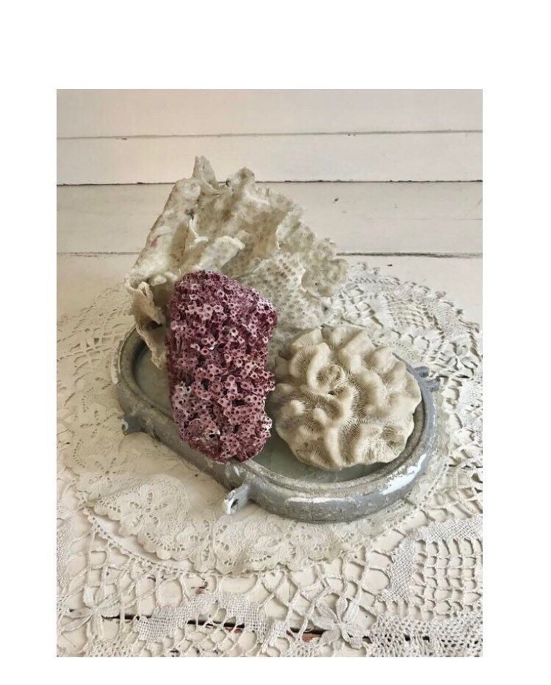 Vintage Coral Specimen Lot Red Coral Cactus Coral Brain Coral - Etsy