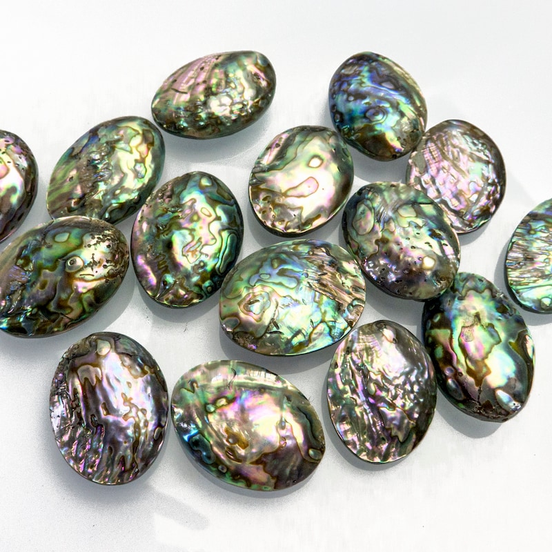Paua muscheln - Etsy.de