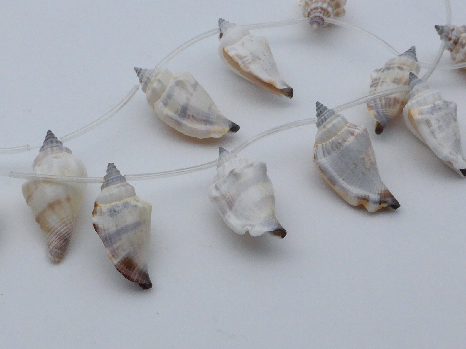 Sea Shell Pendants for Jewelry Making - Natural Seashells for Crafts ...