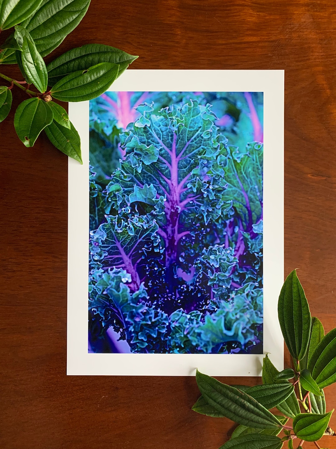 Kale, Midnight Sun : A3 Giclée Art Print, Gloss Finish / Botanical ...