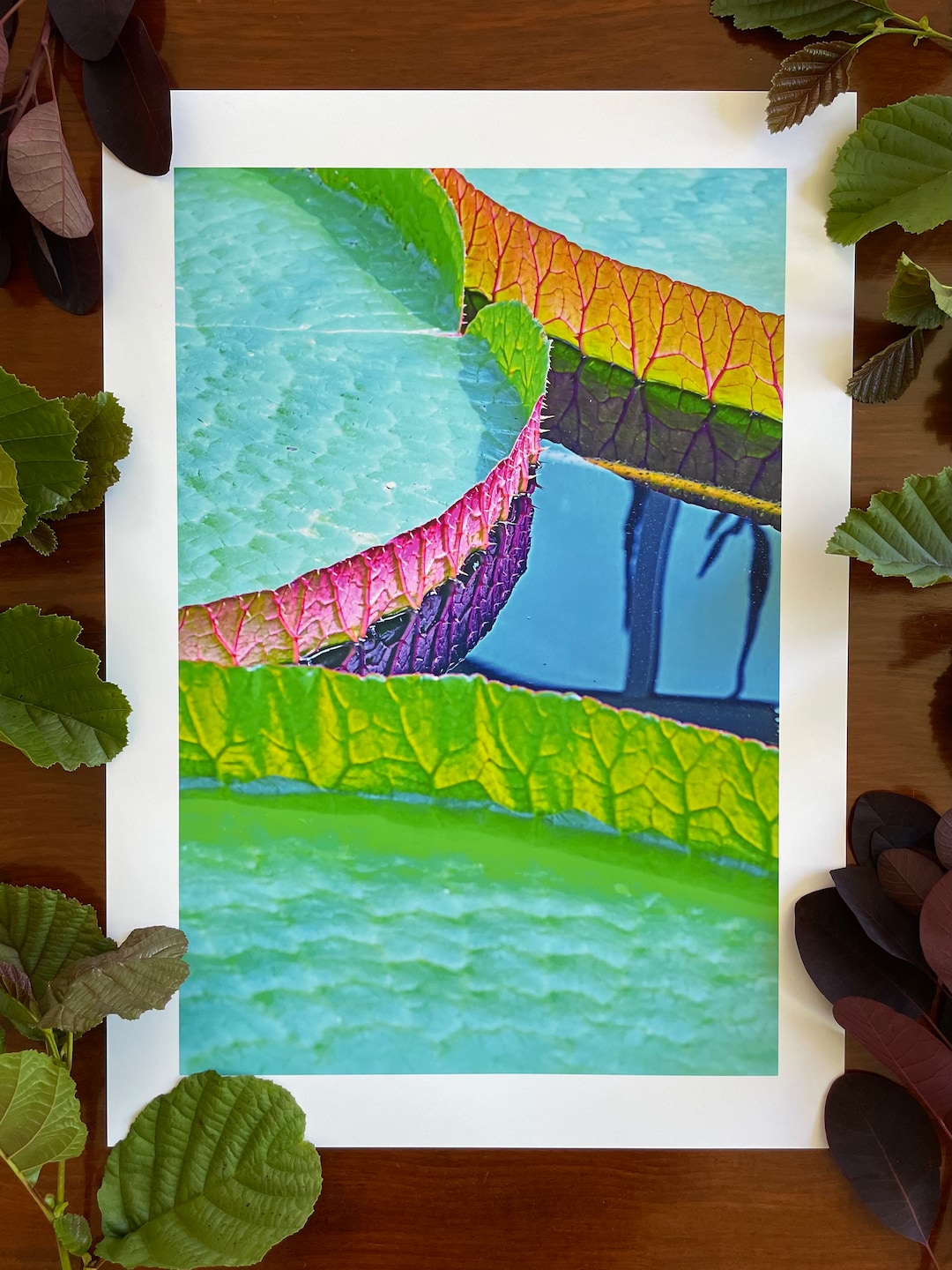 Victoria Amazonica : A3 Giclée Art Print, Satin Finish / Belfast ...
