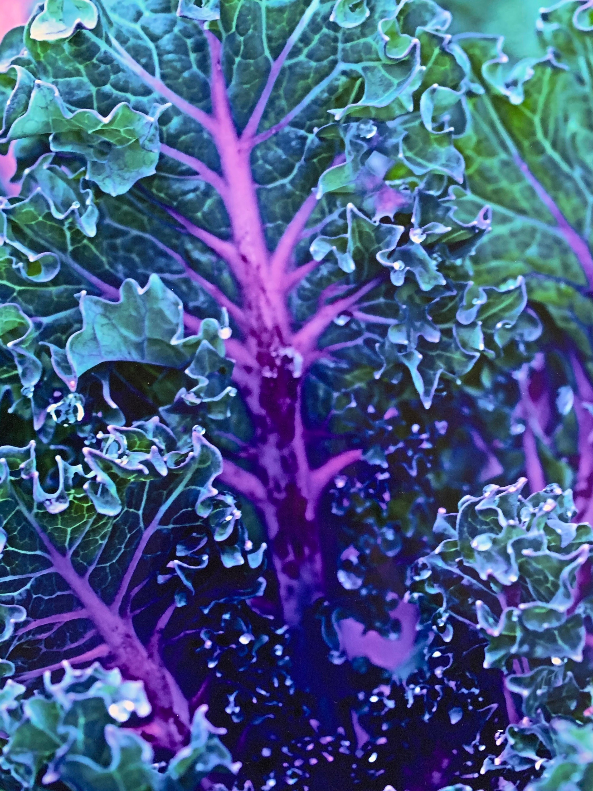 Kale Midnight Sun : A3 Giclée Art Print Gloss Finish / - Etsy