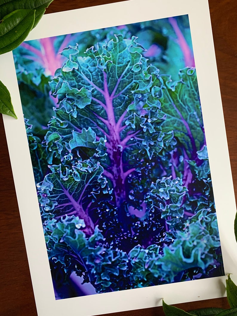 Kale Midnight Sun : A3 Giclée Art Print Gloss Finish / - Etsy