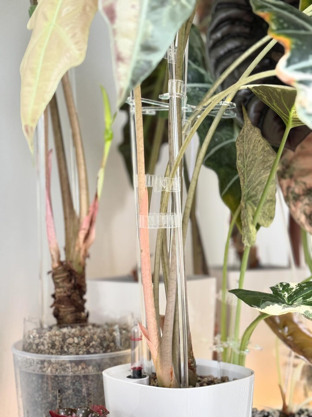 Stem Tie Supports - Etsy