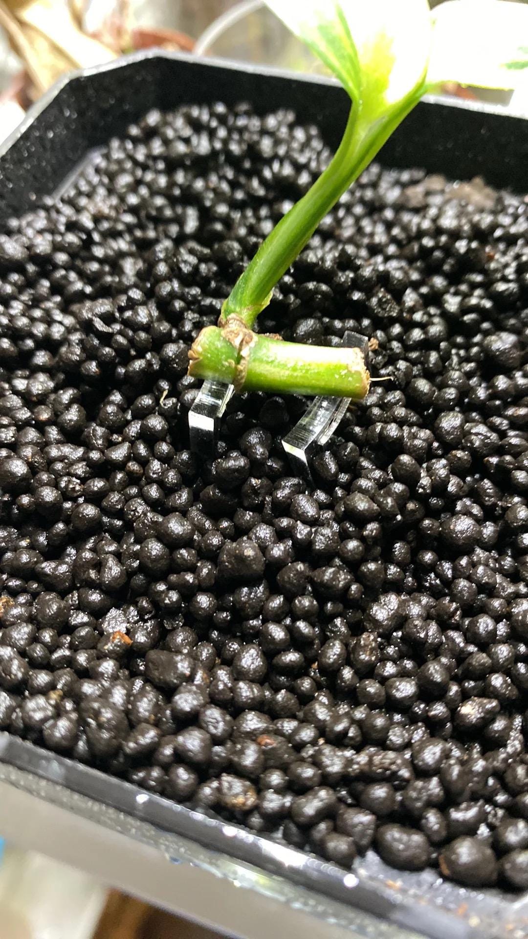 Acrylic Propagation Pins, Plant Rooting Aids (pair) - Etsy