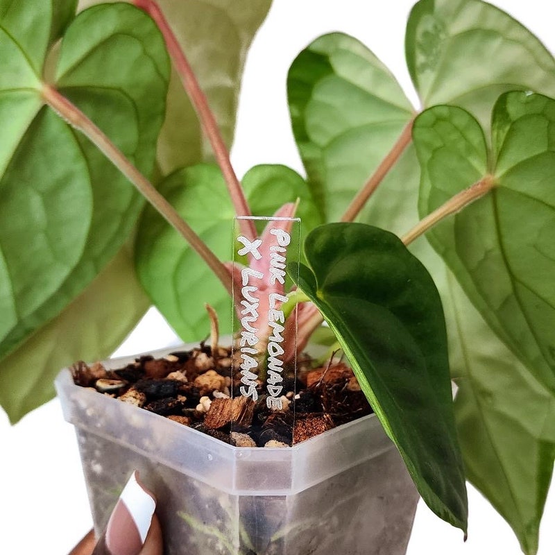 Plant Name Tags - Etsy