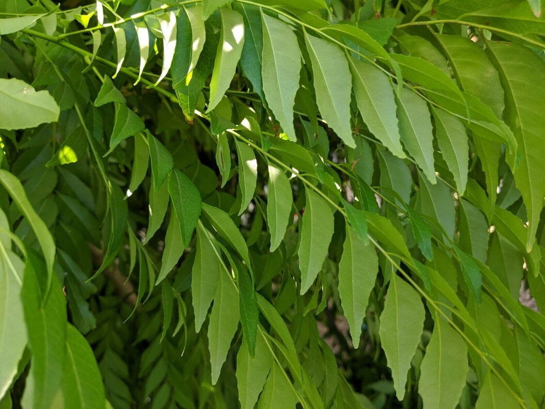 Fresh Curry Leaf - 1 Lb - USDA Inspected Certificate - Legal 50 States ...