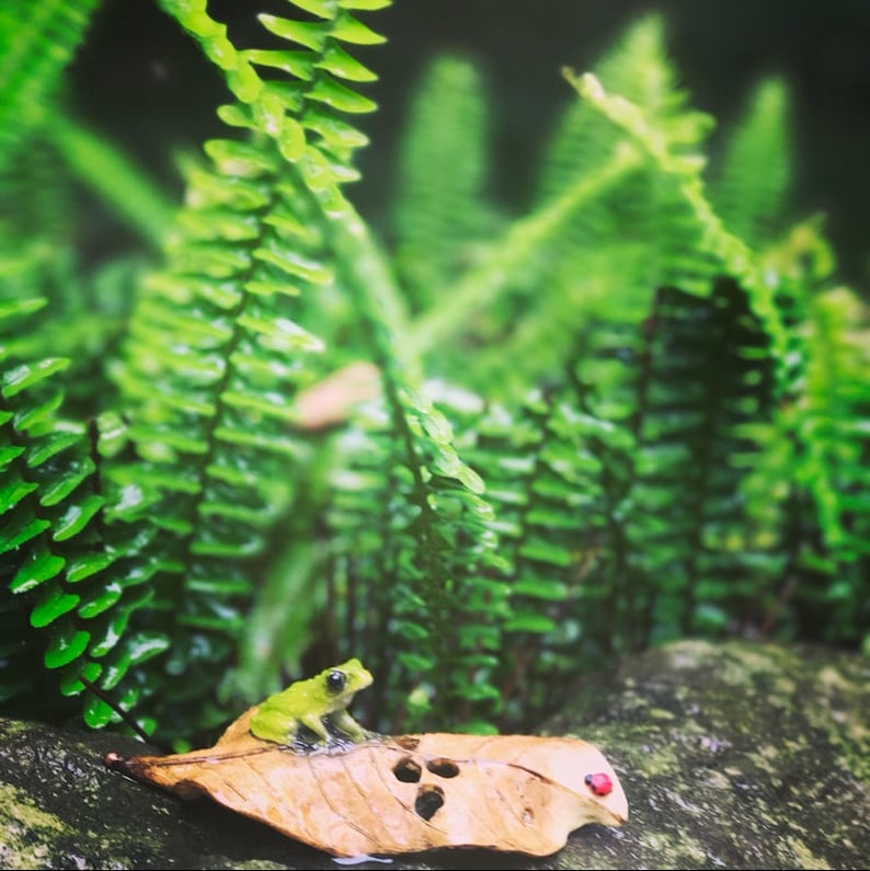 A Frog and A Ladybug on Fallen Leaf Fairy Garden Terrarium | Etsy