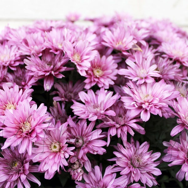 Purple Mums - Etsy