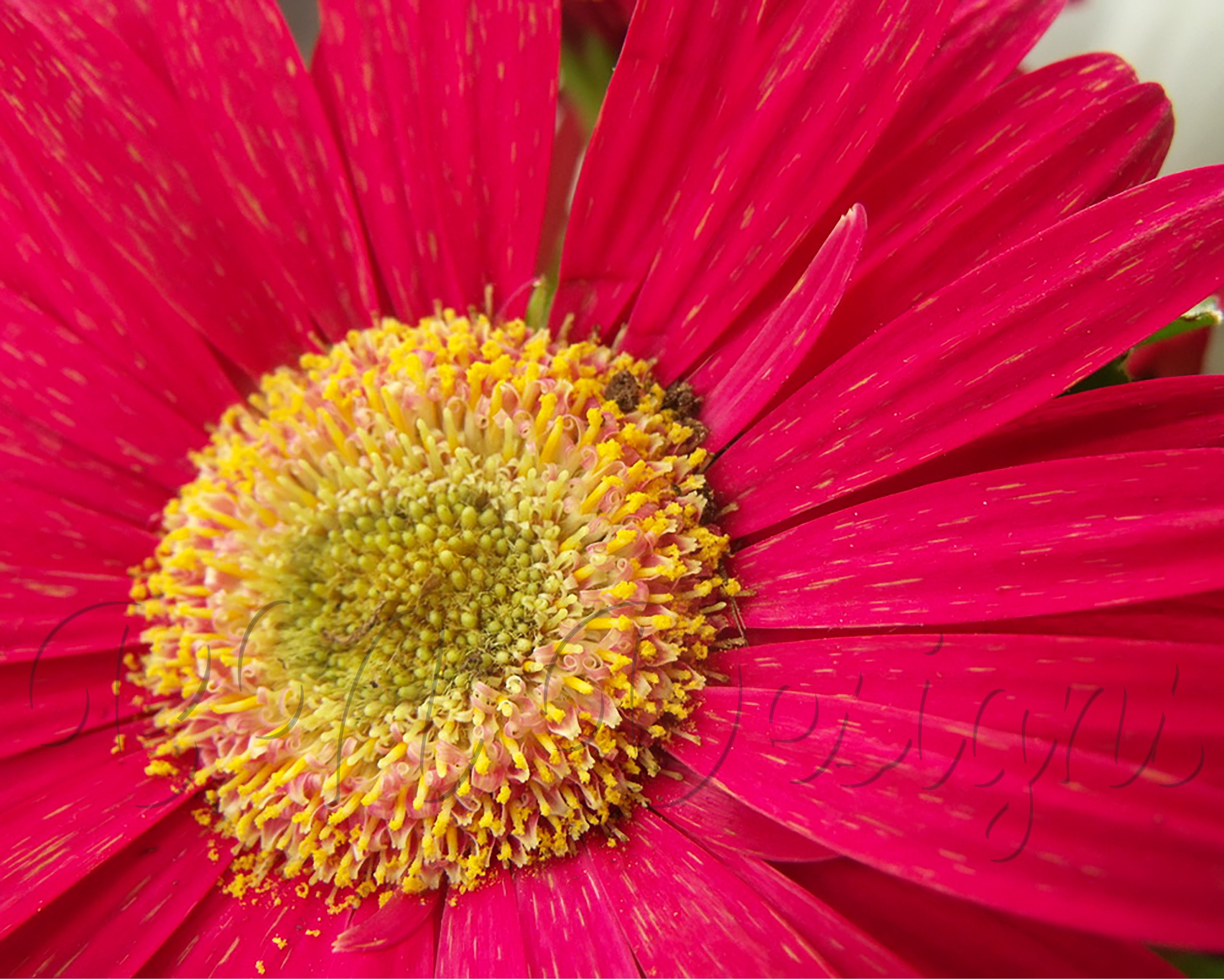 8x10 Red Daisy - Personal & Commercial Use - Digital Download - Etsy