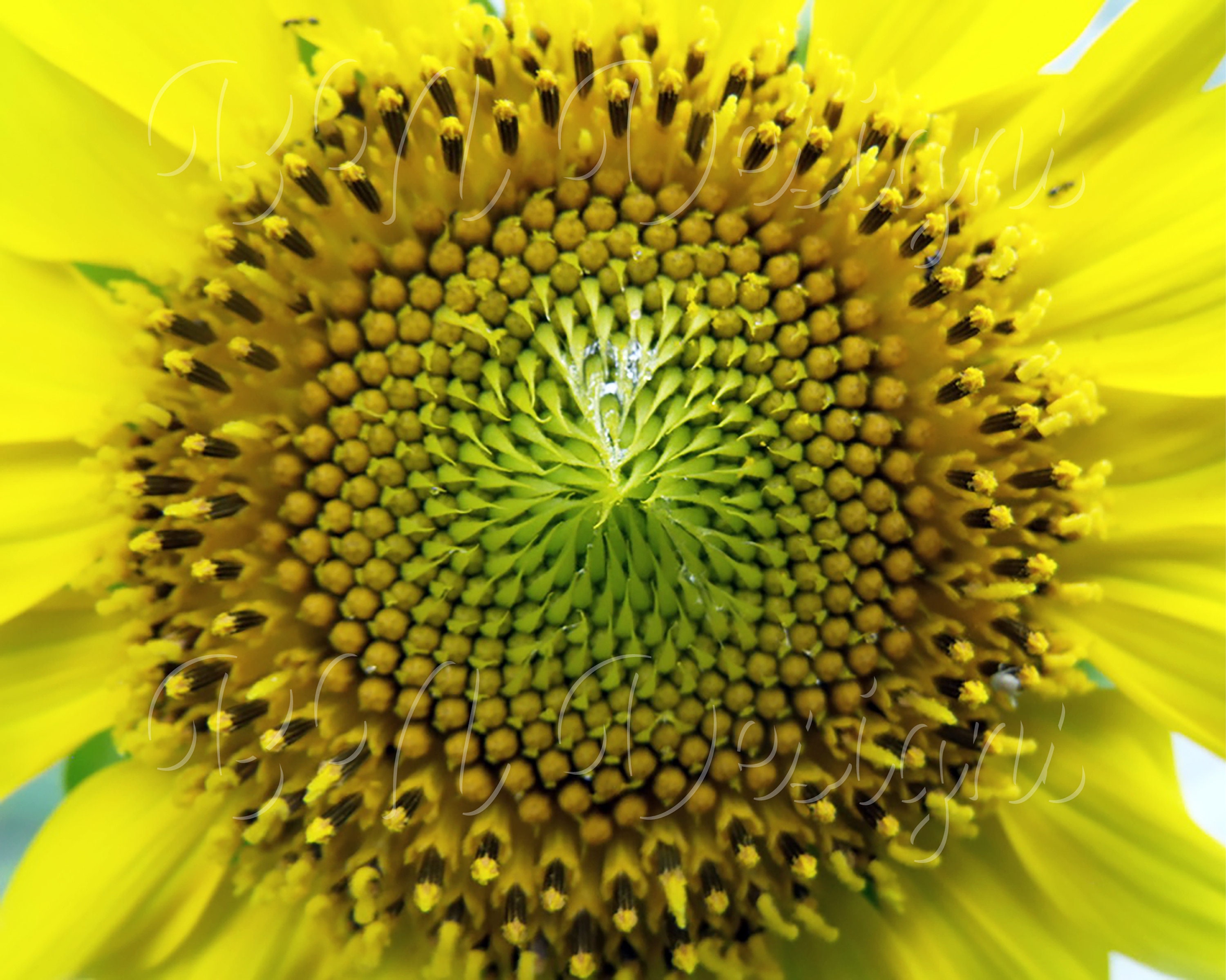8x10 Macro Dwarf Sunflower Photo - Personal & Commercial Use- Digital ...