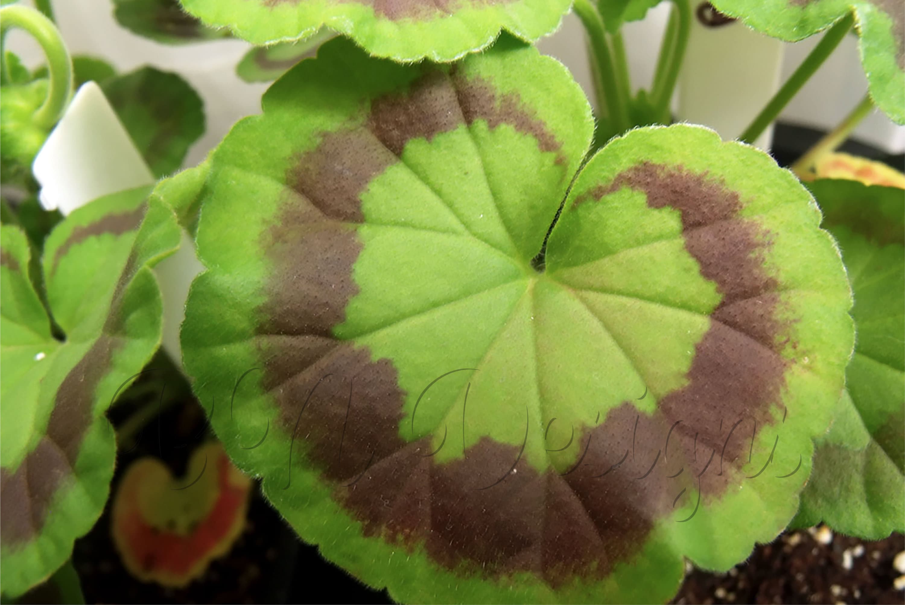 Geranium Leaves