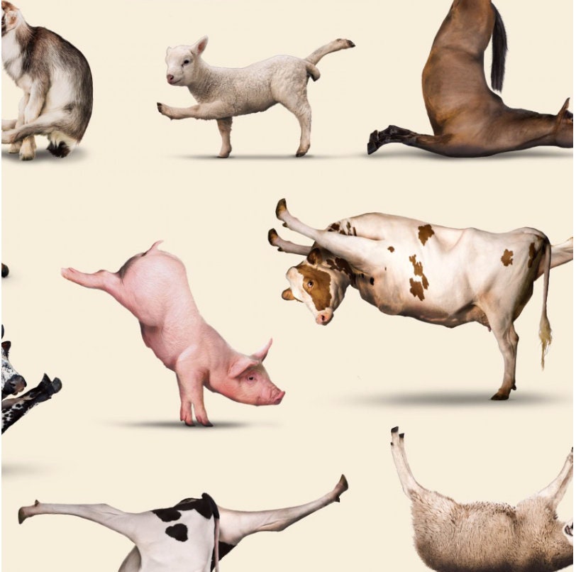 Animals Doing Yoga