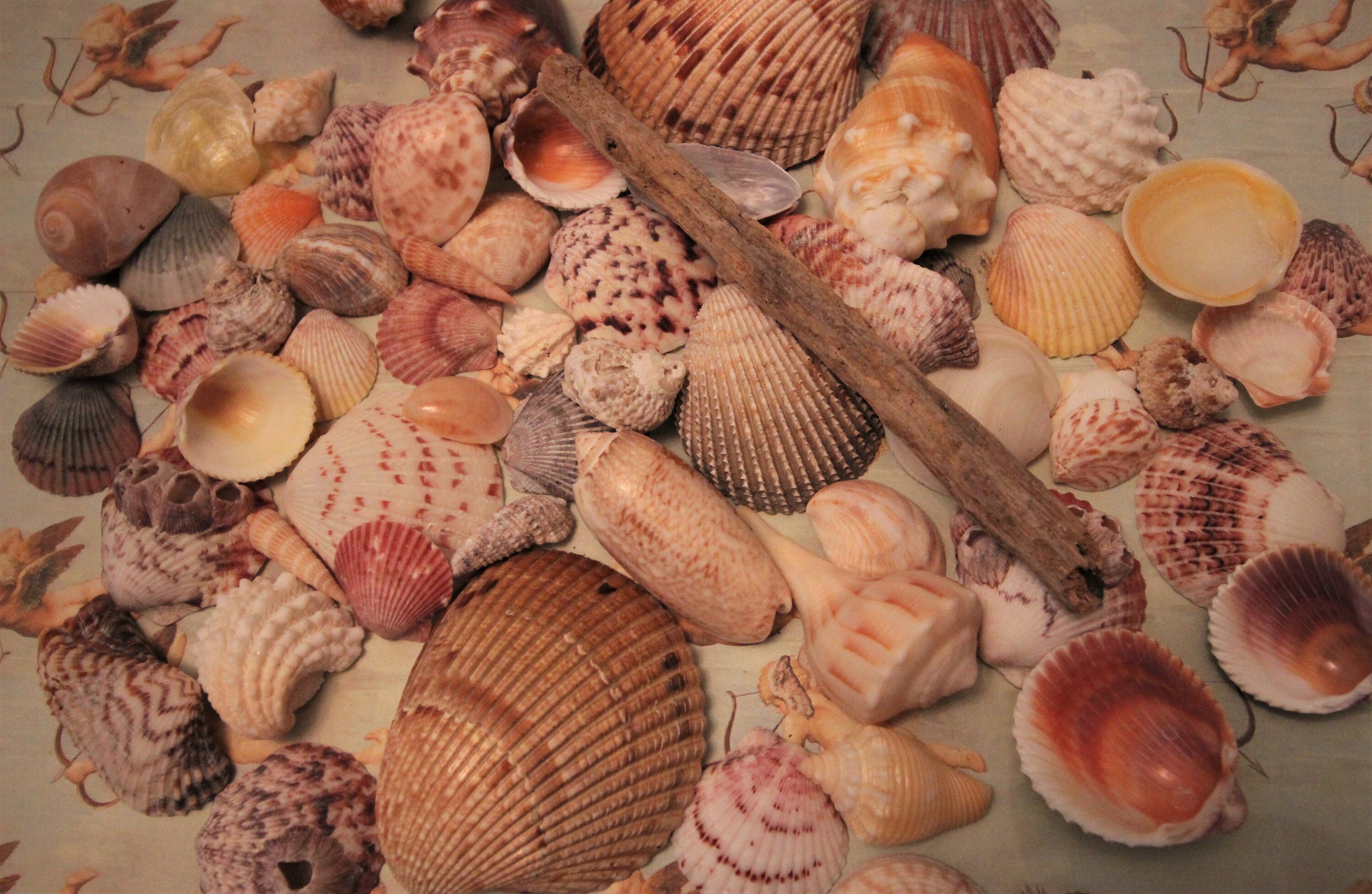 Medieval Cockle Shells