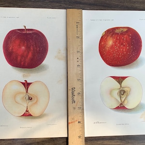 Antique Oliver Red Apple & Magnate Apple by Illustrator D.G. Passmore ...