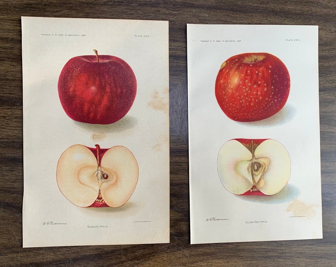 Antique Oliver Red Apple & Magnate Apple by Illustrator D.G. Passmore ...
