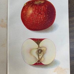Antique Oliver Red Apple & Magnate Apple by Illustrator D.G. Passmore ...