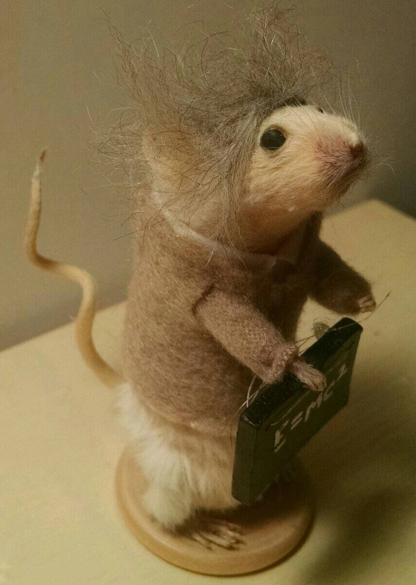 Albert Einstein Taxidermy Mouse - Etsy UK