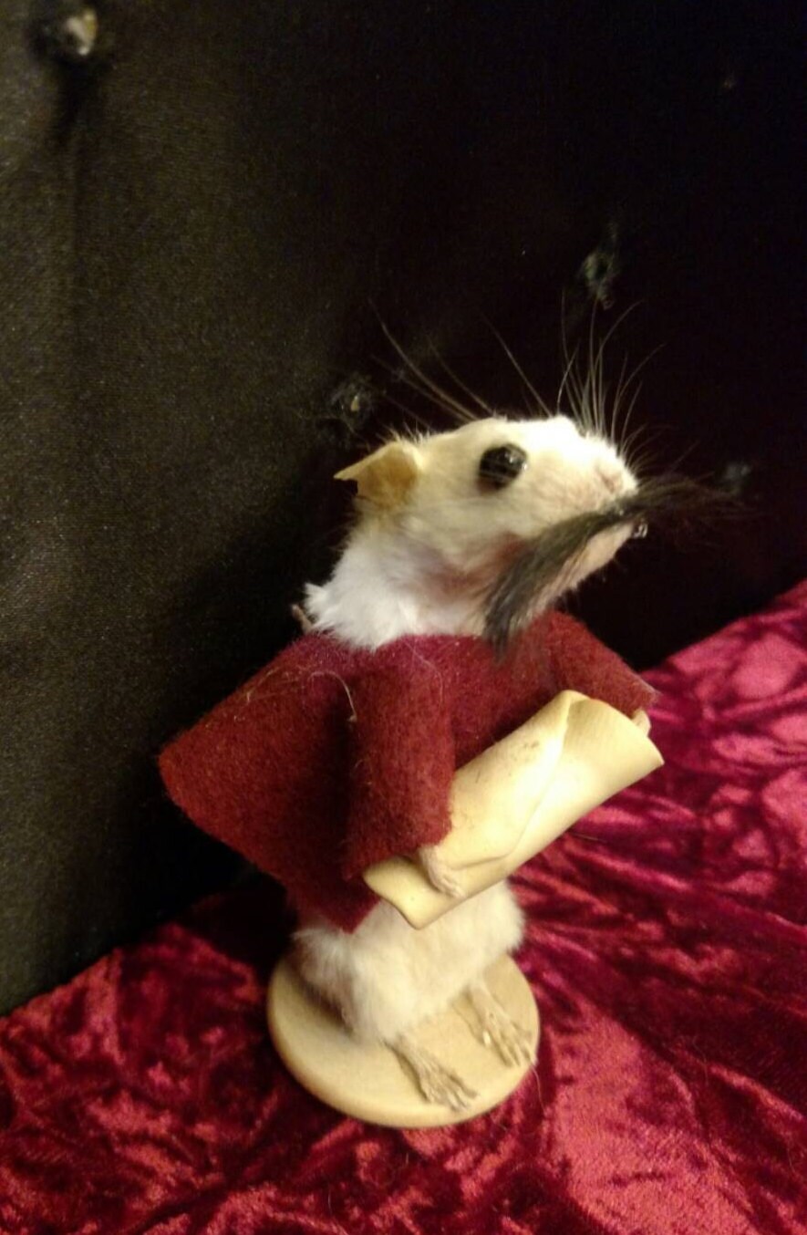 Enjoy Your Burrito Taxidermy Mouse - Etsy
